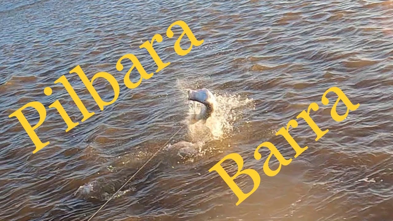 Pilbara Barramundi fishing. Mudcrabs, Threadys and the illusive Barra ...