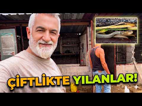 Her yer Yılan&Çıyan olmuş - Güvercinlerin Gökyüzü Dansı ve Bastıran Gök Gürültülü Yağmur! 🌦️🕊️