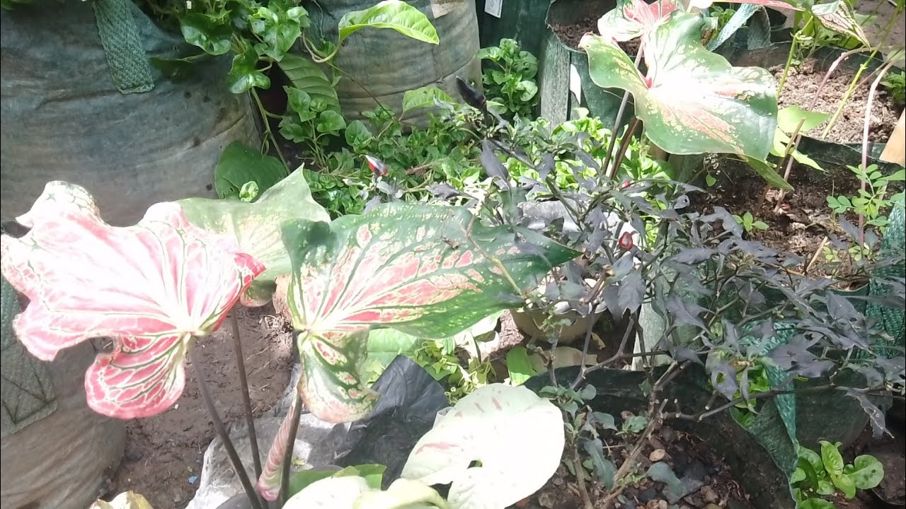 Tanaman cabe ungu organik, lahan terbatas di belakang rumah - YouTube
