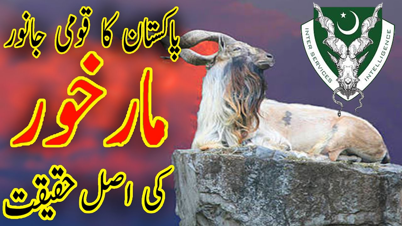 National Animal Of Pakistan Markhor | Symbol Of Pakistan Intelligence ...