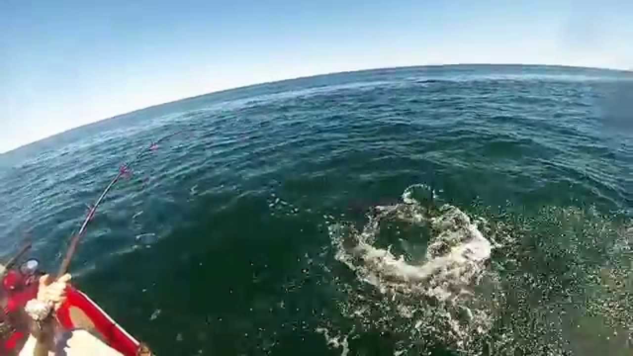 Matagorda, TX Cobia Run 10-2014 - YouTube