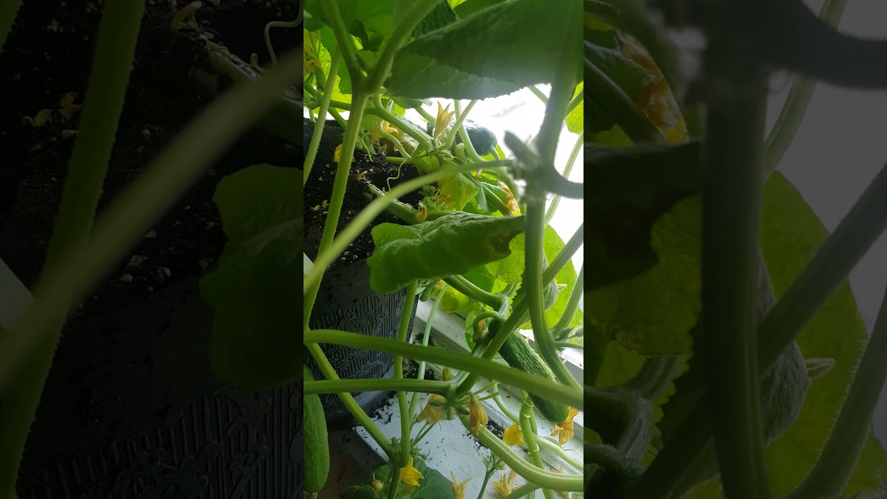 Container cucumber experiment. - YouTube