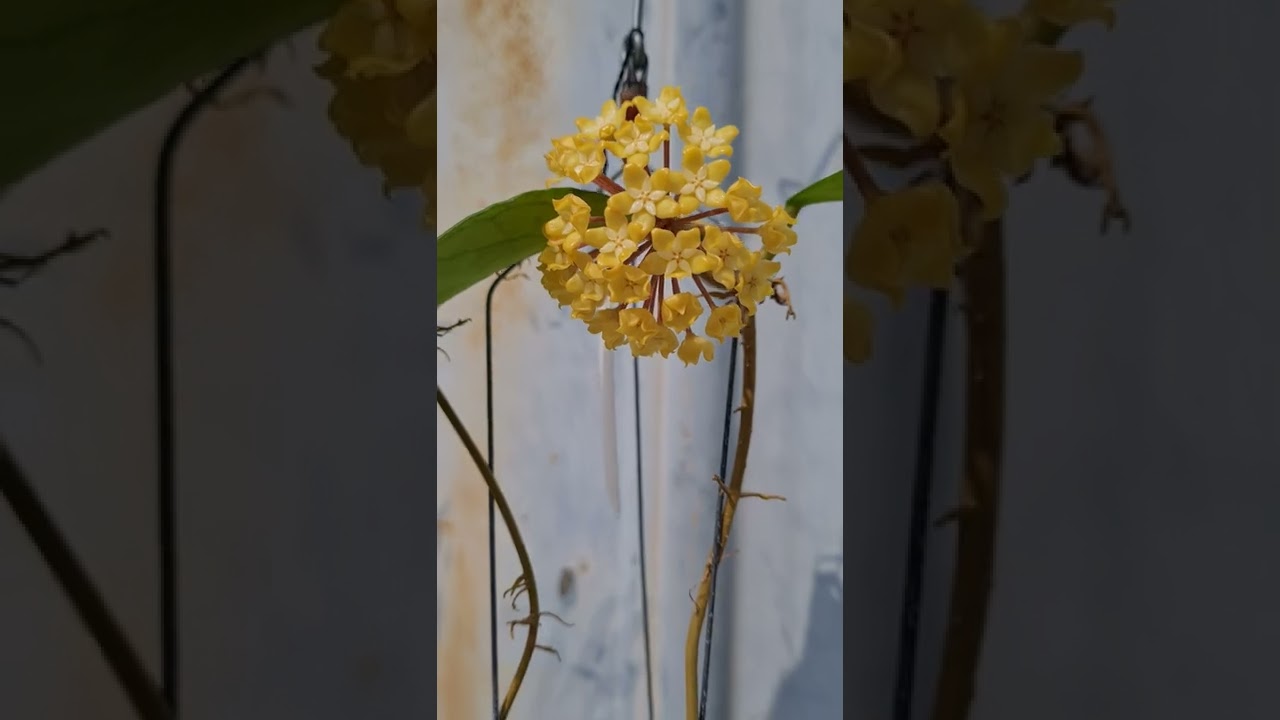 Hoya sp. UT 037 from West Timor - YouTube