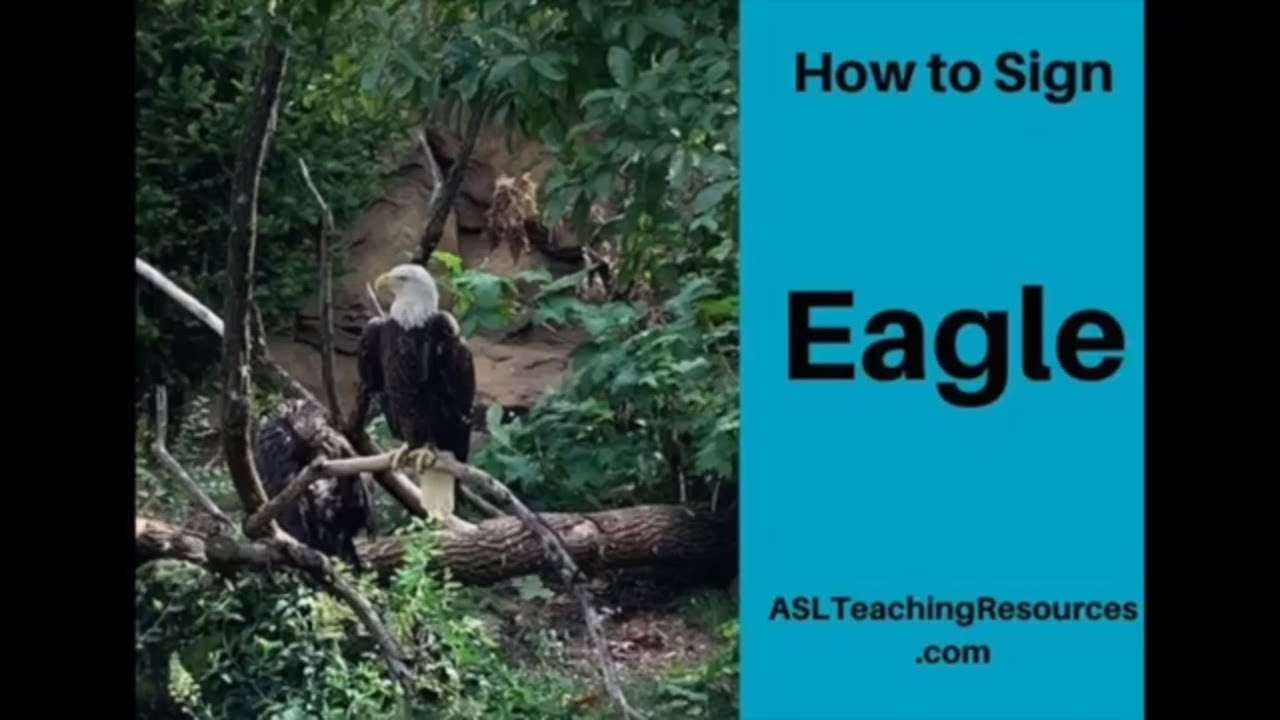 Learn How to Sign the Word Eagle - YouTube