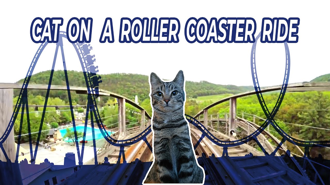 Cat On A Roller Coaster Ride - YouTube