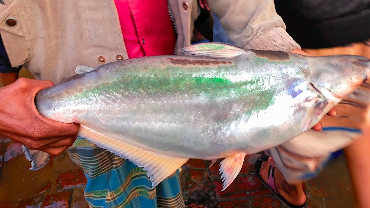 12 Kg Weight big Pangas fish | Asian Fish Market | India - YouTube