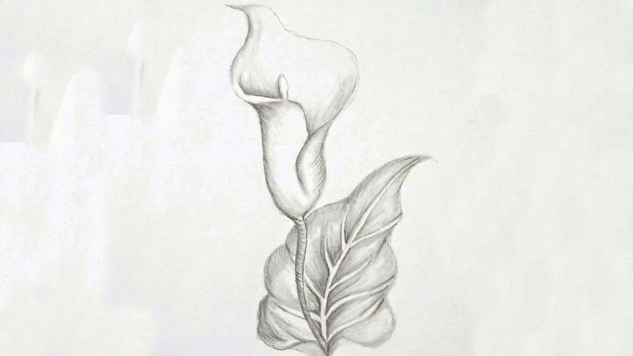 Peace Lily Pencil Drawing