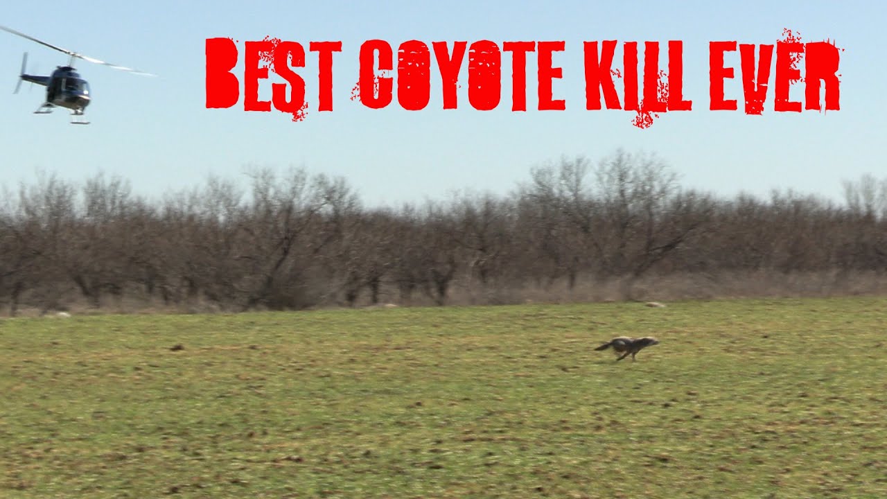 BEST COYOTE KILL SHOT EVER{WARNING GRAPHIC KILL SHOT}COYOTE HUNTING IN ...