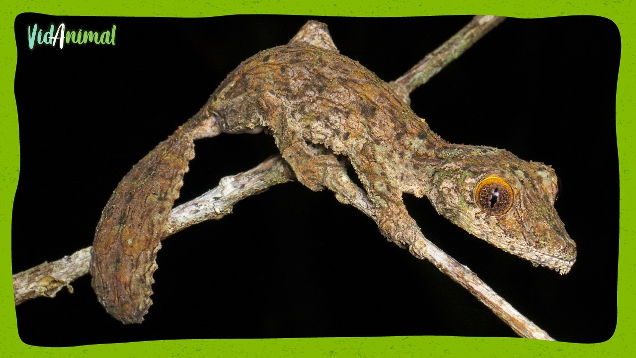 ¡Descubre los 10 CAMUFLAJES DE ANIMALES más Sorprendentes! - YouTube