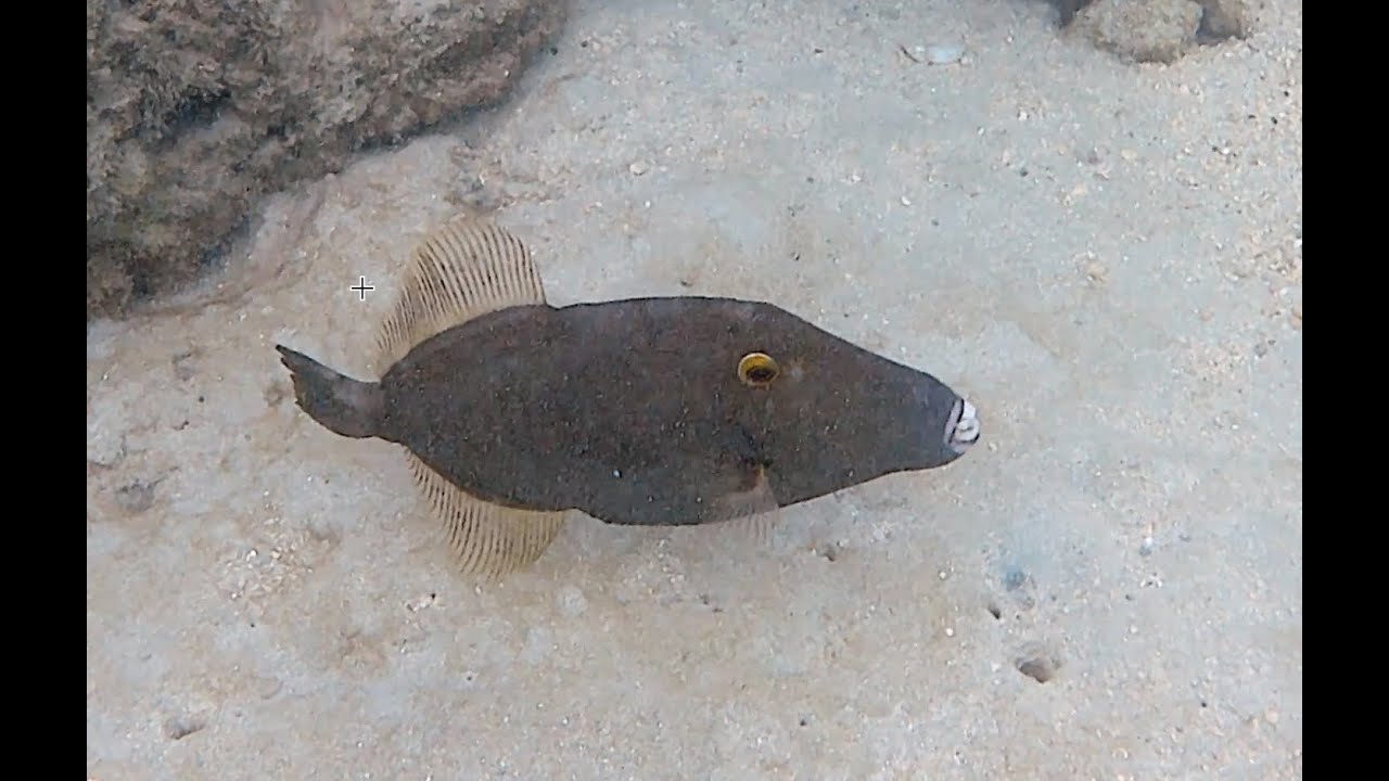 Filefish Hanauma Bay Nature Preserve Hawaii #snorkeling #hawaii #oahu # ...