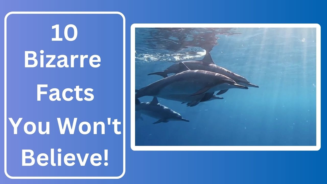 Top 10 Bizarre Sea Animal Facts You Won't Believe! - YouTube
