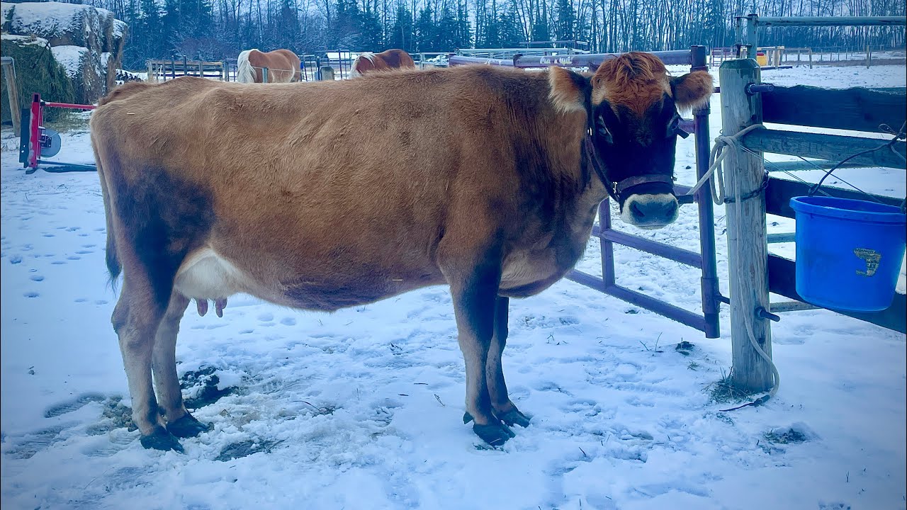 My Hand Milking Routine - YouTube