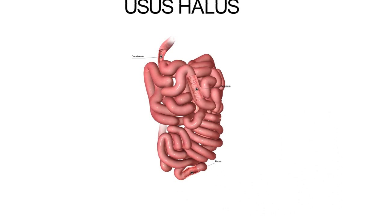 Sistem Pencernaan di Usus Halus - YouTube