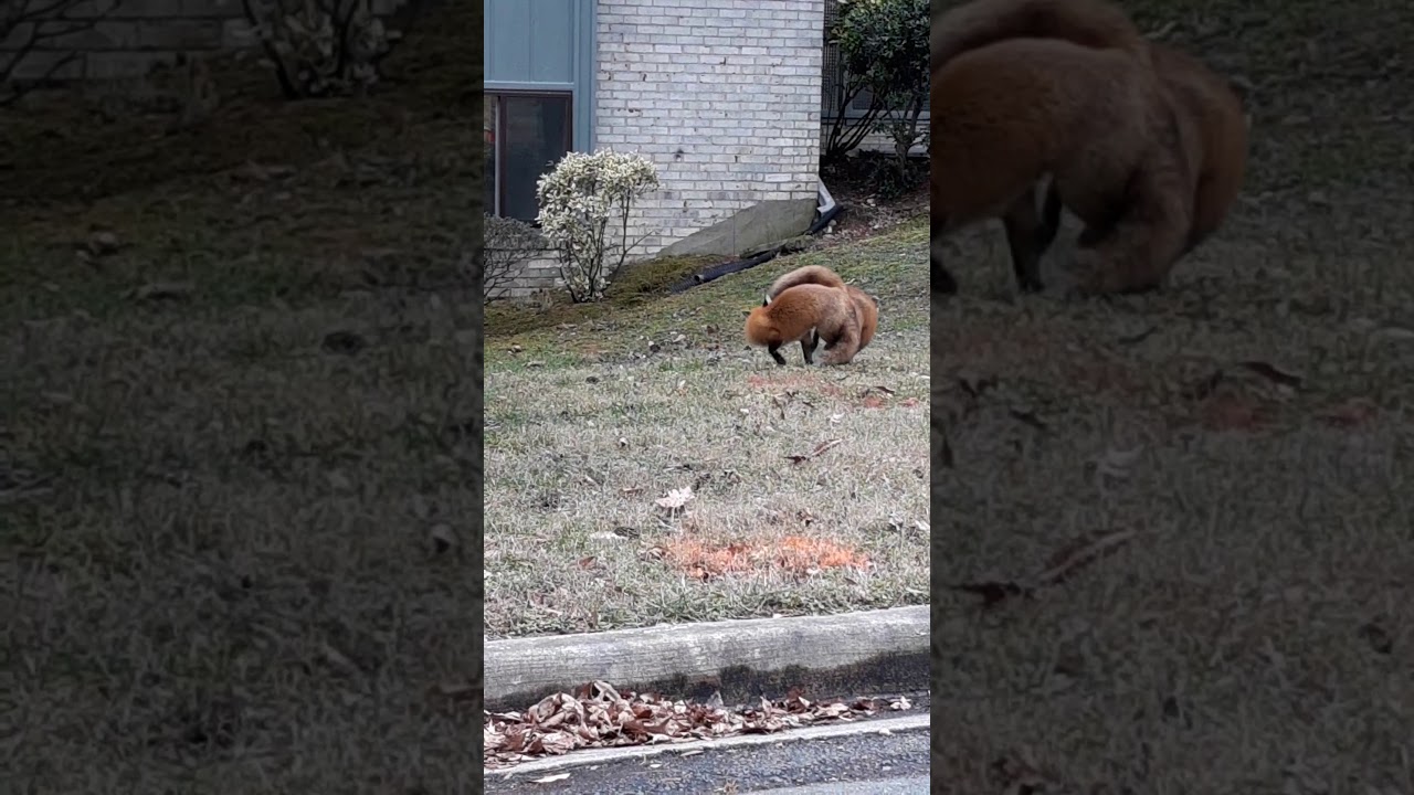 Fox mating behavior - YouTube