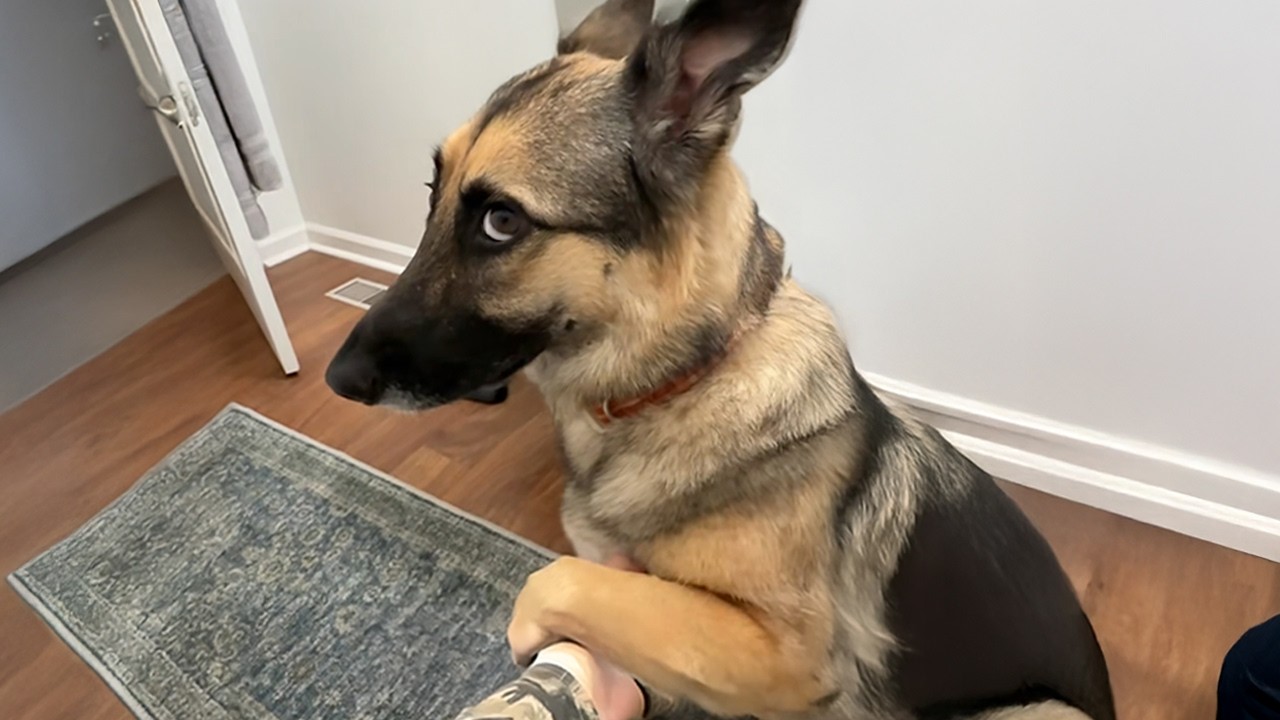 You Can’t Stop Laughing At These German Shepherds 🤣 FUNNIEST DOGS in ...
