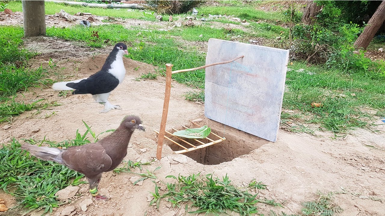 DIY | Simple Hole Bird Trap Make From Tile - YouTube