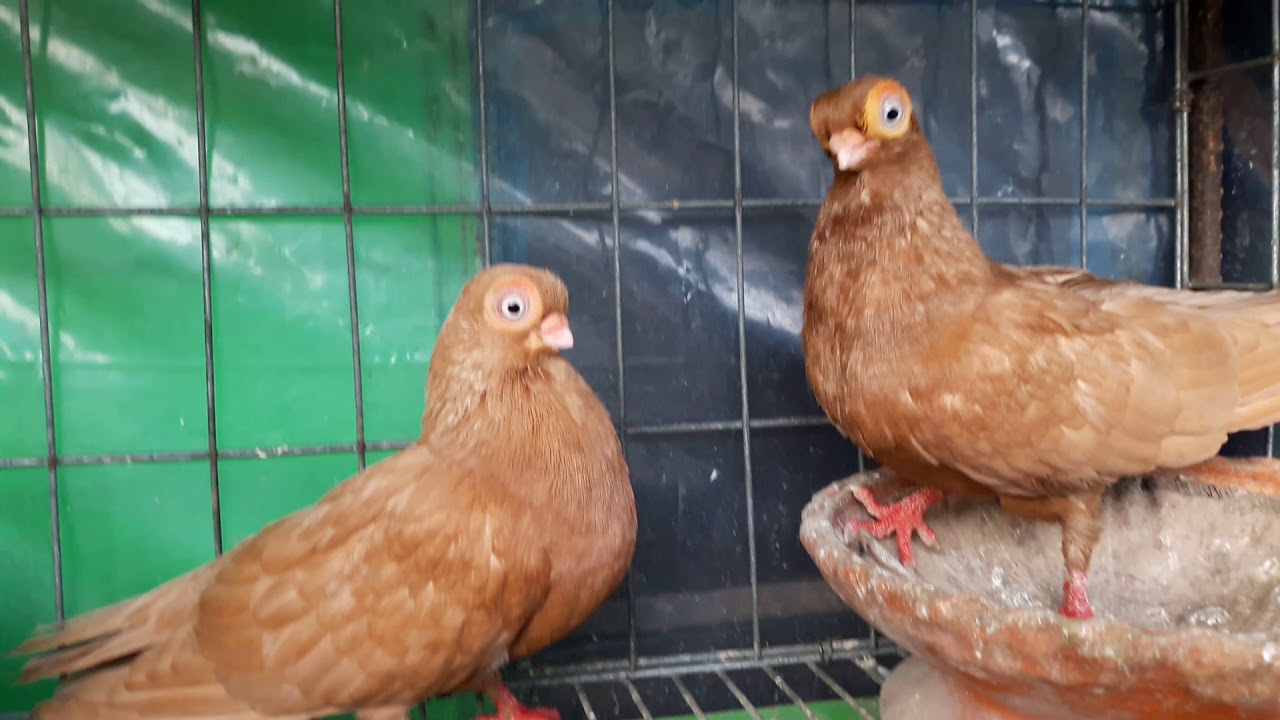 Beautiful fancy pigeon - YouTube