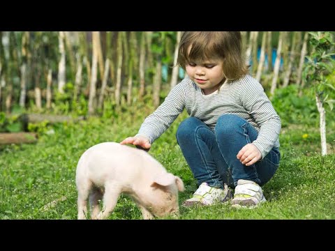 Are Mini Pot Bellied Pigs Good Pets