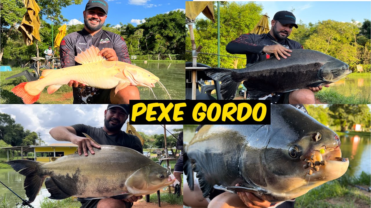SÓ PEIXE TOP NESSE PESQUEIRO E UMA ESTRUTURA INCRÍVEL / PEXE GORDO ...
