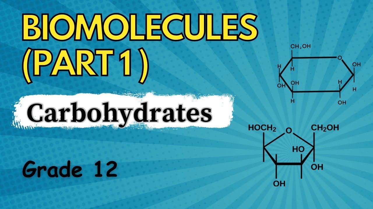 Biomolecules | Carbohydrates | Grade 12 #examdrill - YouTube