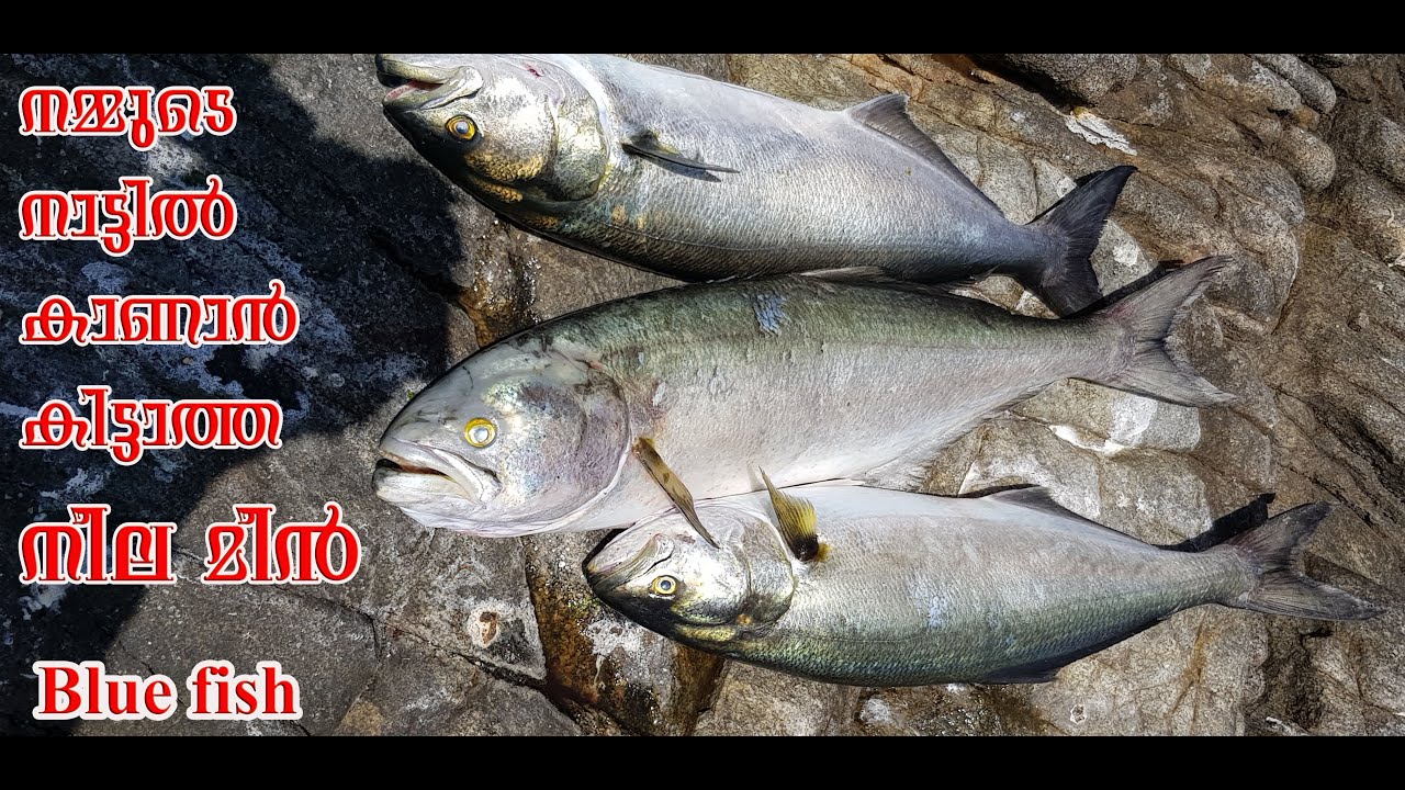 Fishing in Oman | പ്രതീക്ഷിക്കാതെ ഒരു നീല മീൻ (BLUE FISH ) - YouTube
