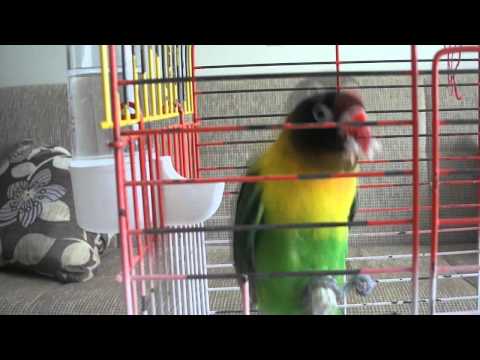 Oynayan Papağan [ Çok Komik Çok yetenekli ]