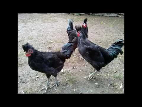 Kosovski pevaci. Aca Korminjane Video! - YouTube