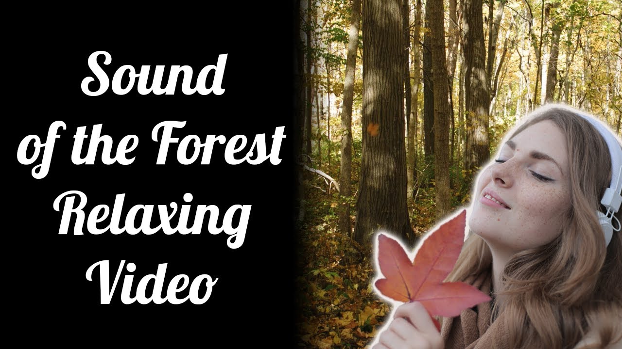 Sound of the Forest - Relaxing Video | Feel Good - YouTube