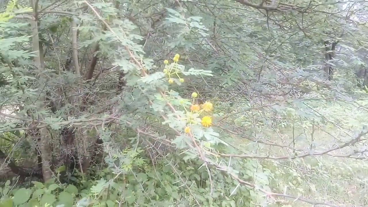 నల్ల తుమ్మ చెట్టు nalla tumma tree - YouTube