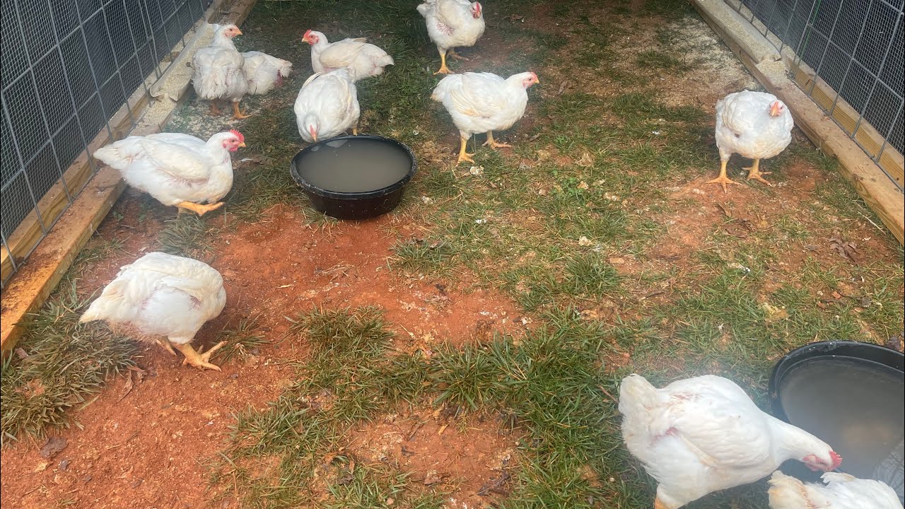 Cheap DIY make your own chick chicken starter feed with adjustable ...