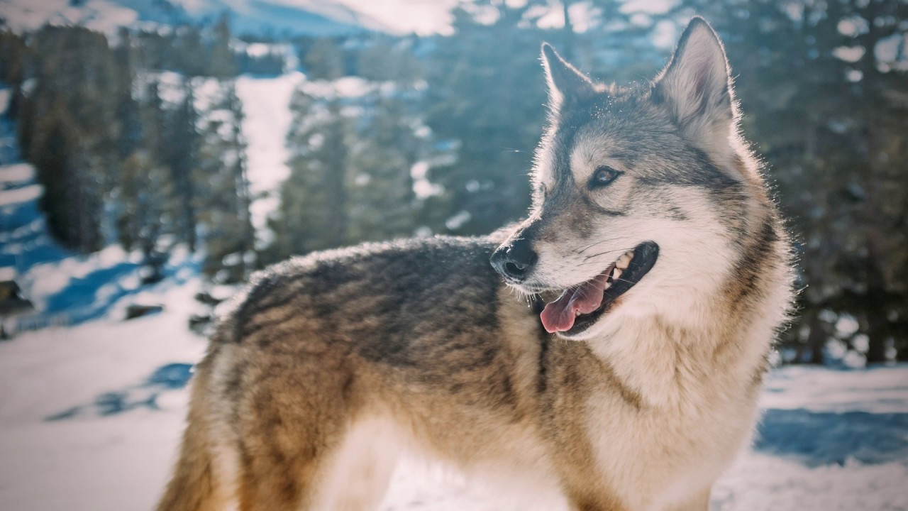 WOLFDOG WANDERING • Immersive Wolves Sounds in Lapland - YouTube