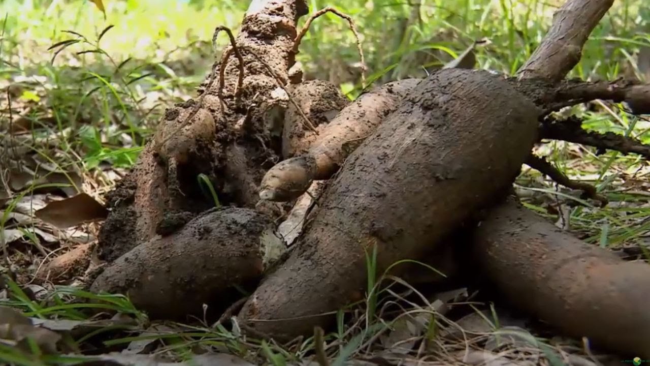 Cultivo de yuca: muy productivo, rentable y fundamental en Sucre | La ...