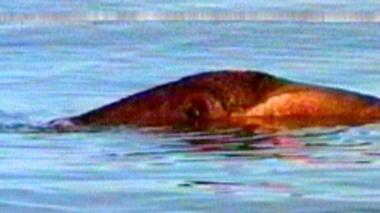Turkish Lake Monster - YouTube