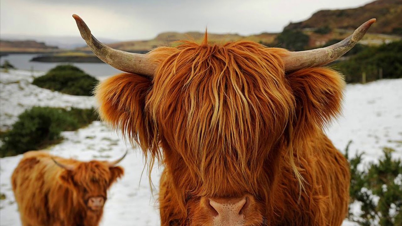 Thoughts on livestock management from Nick Allen, CEO of the British ...