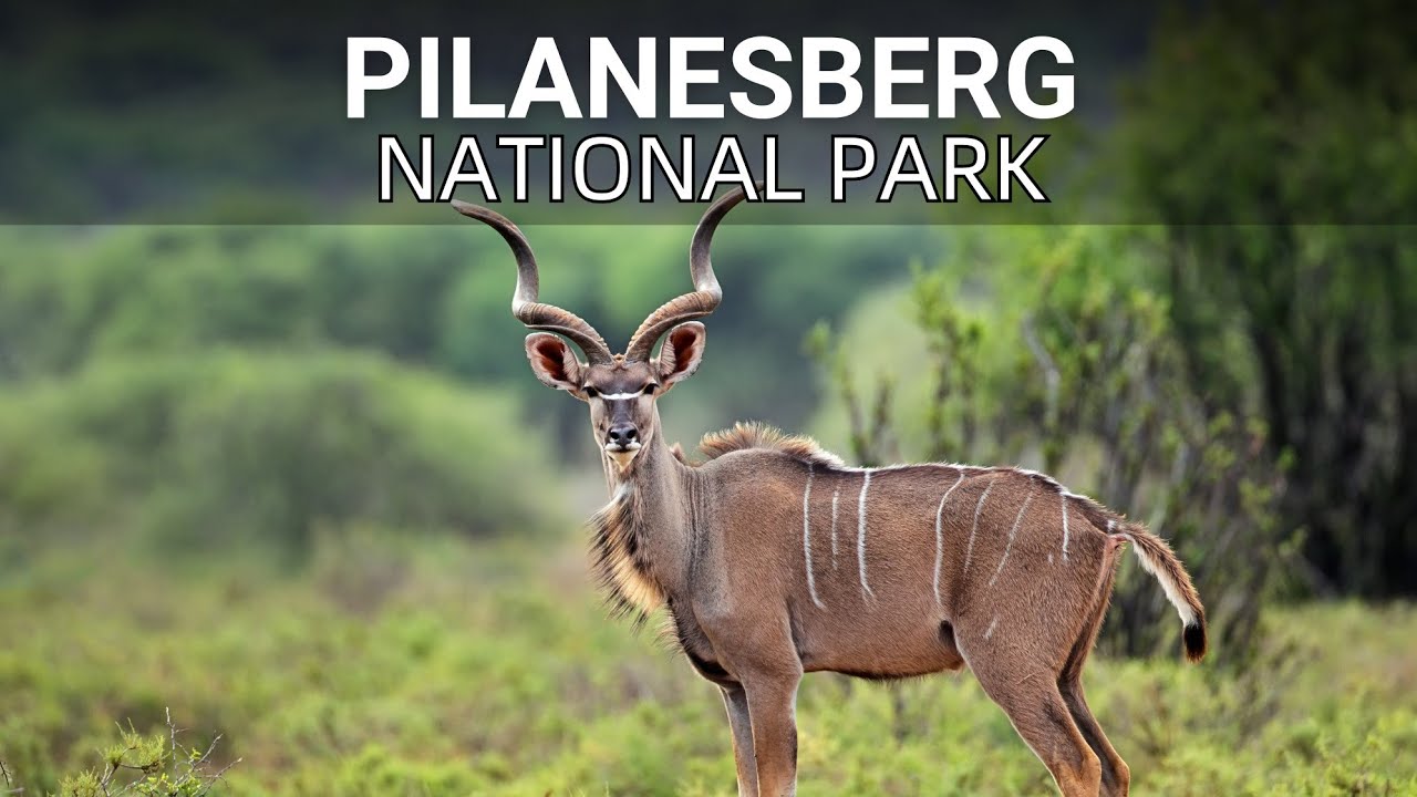 Manyane | Camping #nationalpark #pilanesberg - YouTube