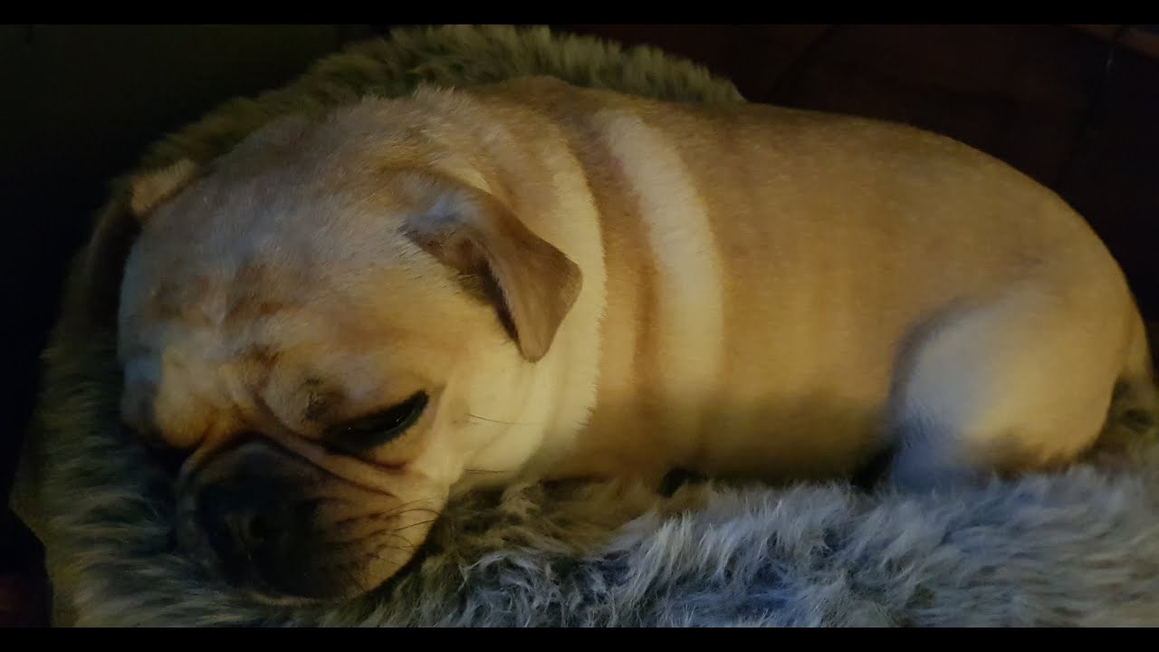 almost an hour of rain on your window while a pug is snoring with ...