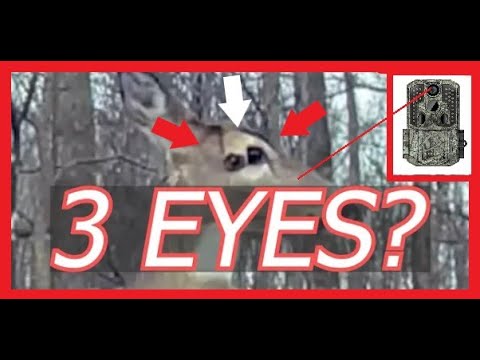 BIG BUCK And ZOMBIE Eye Deer Caught - WOSPORTS Trail Camera - YouTube