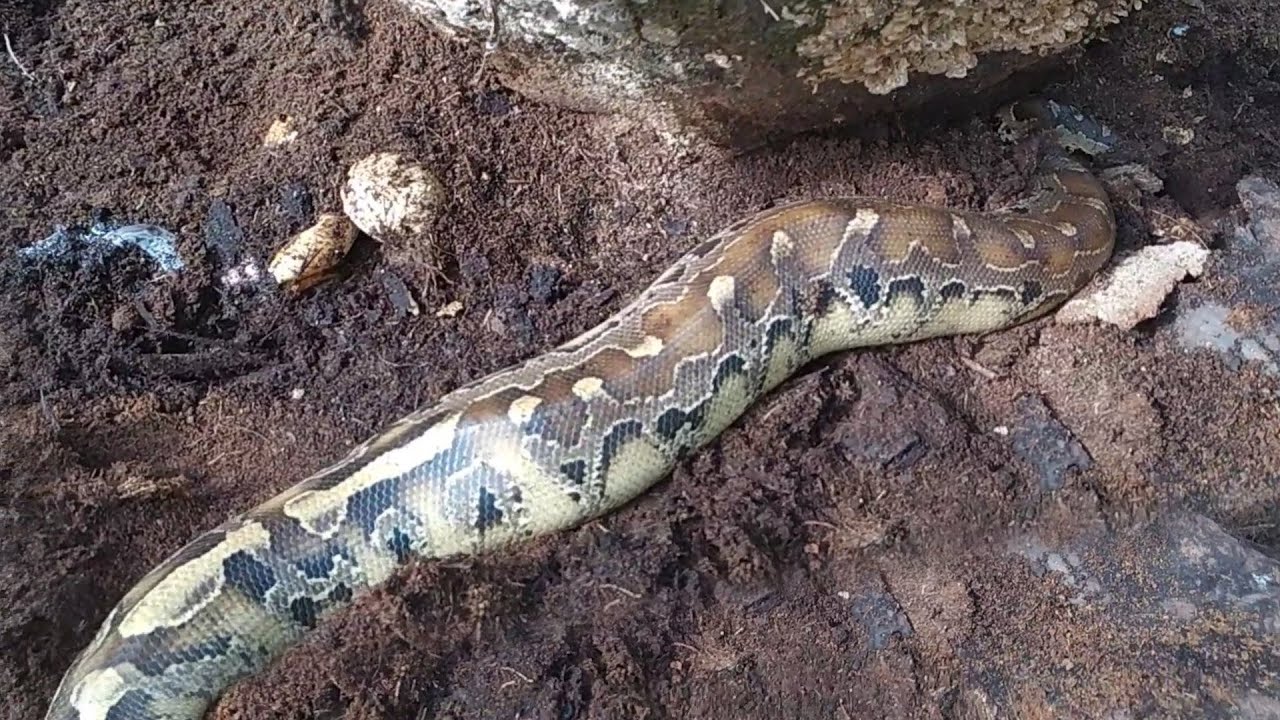 EVAKUASI ULAR PYTHON BESAR DI DALAM KARUNG SETELAH DI BONGKAR | MANDA ...