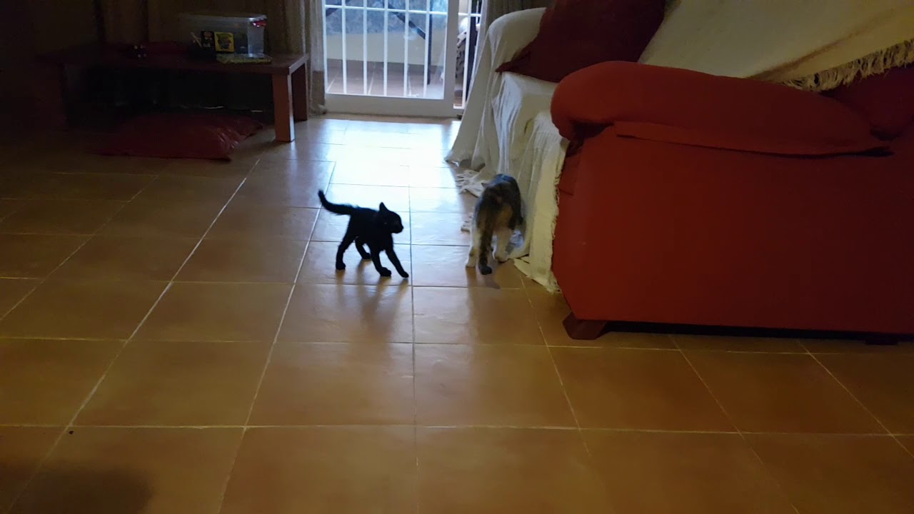 Funny baby cat Oreo - YouTube