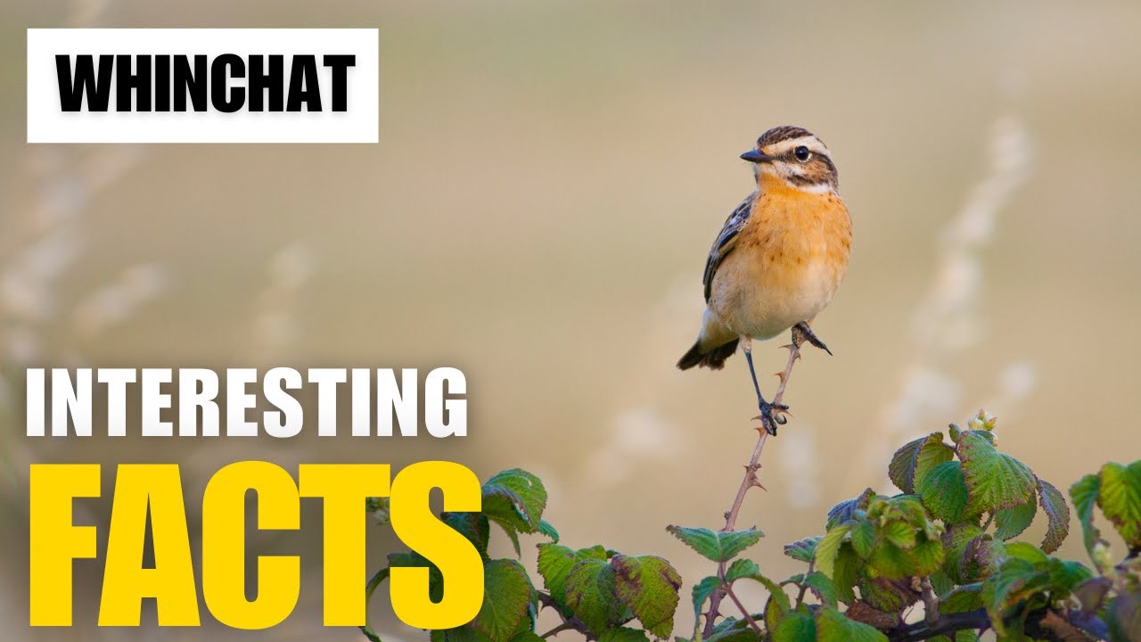 Exploring the Fascinating World of Whinchat | Interesting Facts | The ...