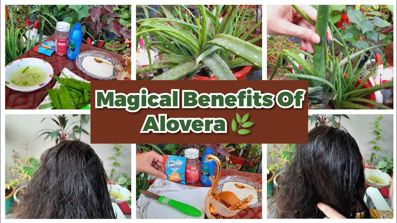 Magical Benefits Of Alovera For Skin and Hairs | Alovera Magical Gel ...