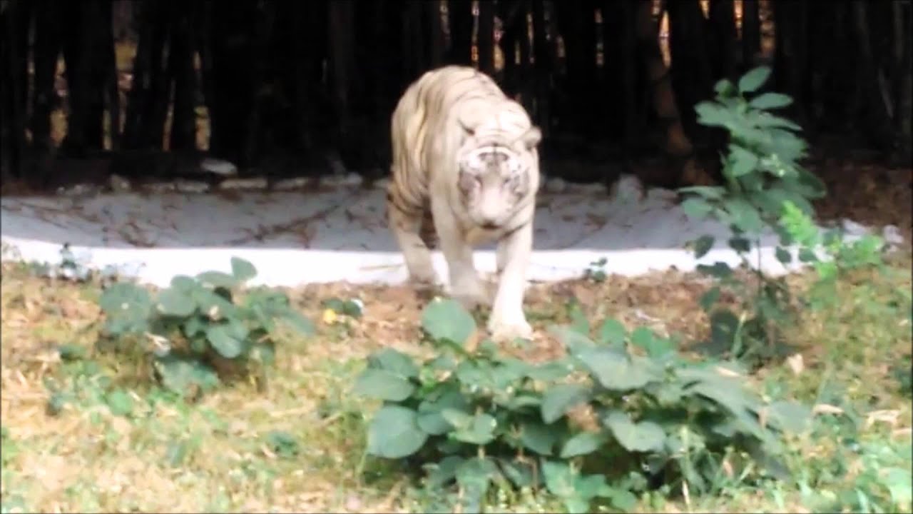 The roaring tiger sound - YouTube