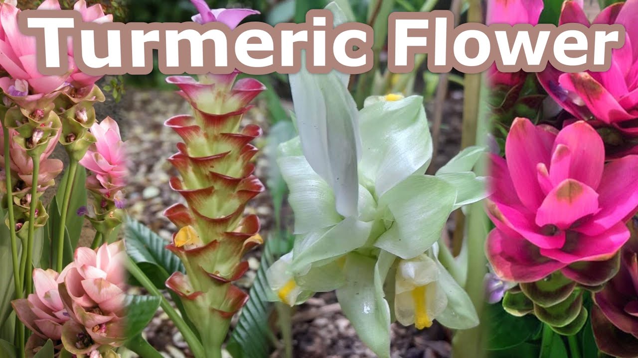 TURMERIC PLANT flower, CURCUMA LONGA, MEDICINAL PLANTS - YouTube