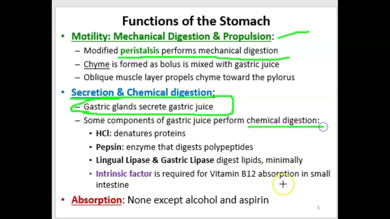 Stomach Structure & Function 57 min - YouTube
