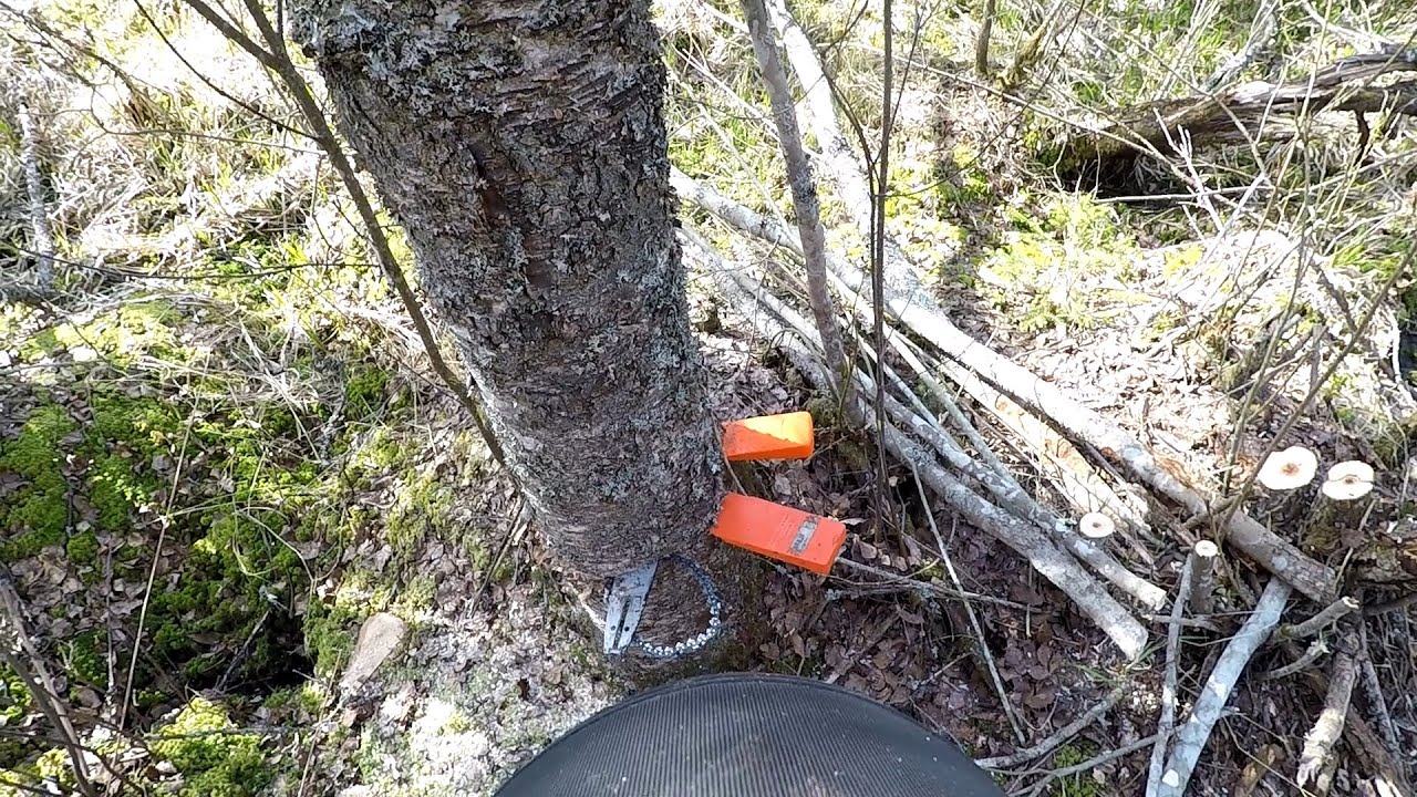 Felling firewood birch. Hung-up trees and pinched bars . Husqvarna ...