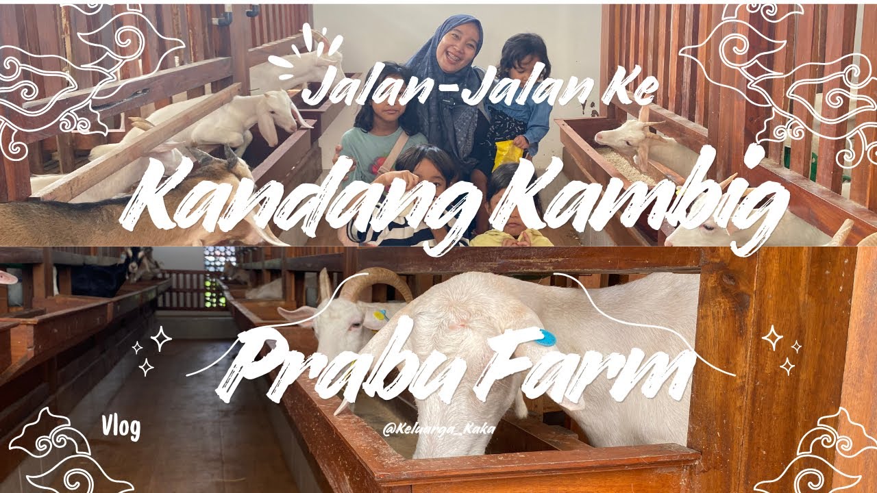 Nggak nyangka ada kambing berponi di prabu farm - YouTube