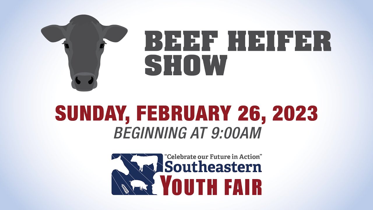 Southeastern Youth Fair 2023 Beef Heifer Show - YouTube