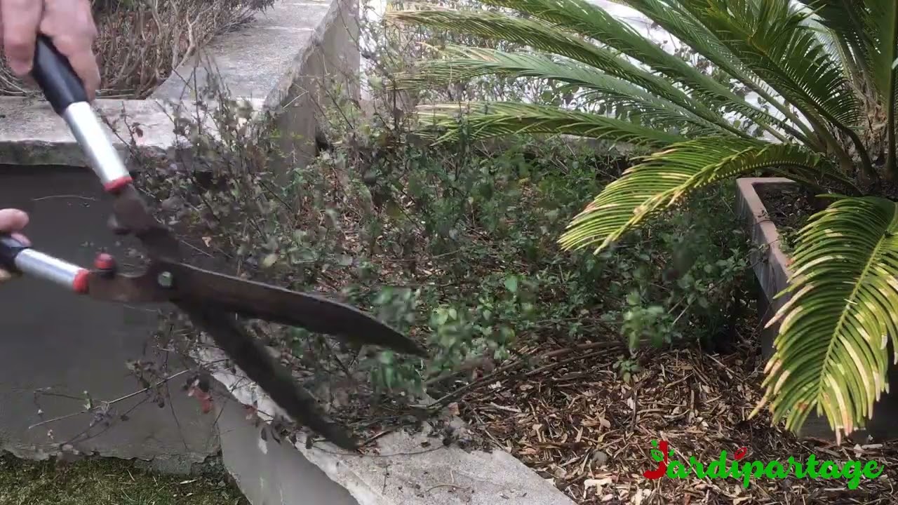 Quand et comment tailler la sauge arbustive ? | Jardipartage