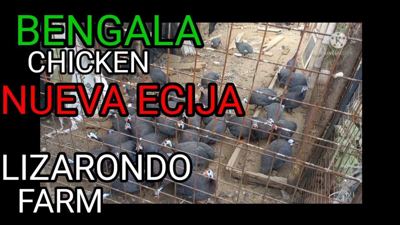 BENGALA 🦃| PEKIN DUCK🦢 LIZARONDO FARM NUEVA ECIJA - YouTube