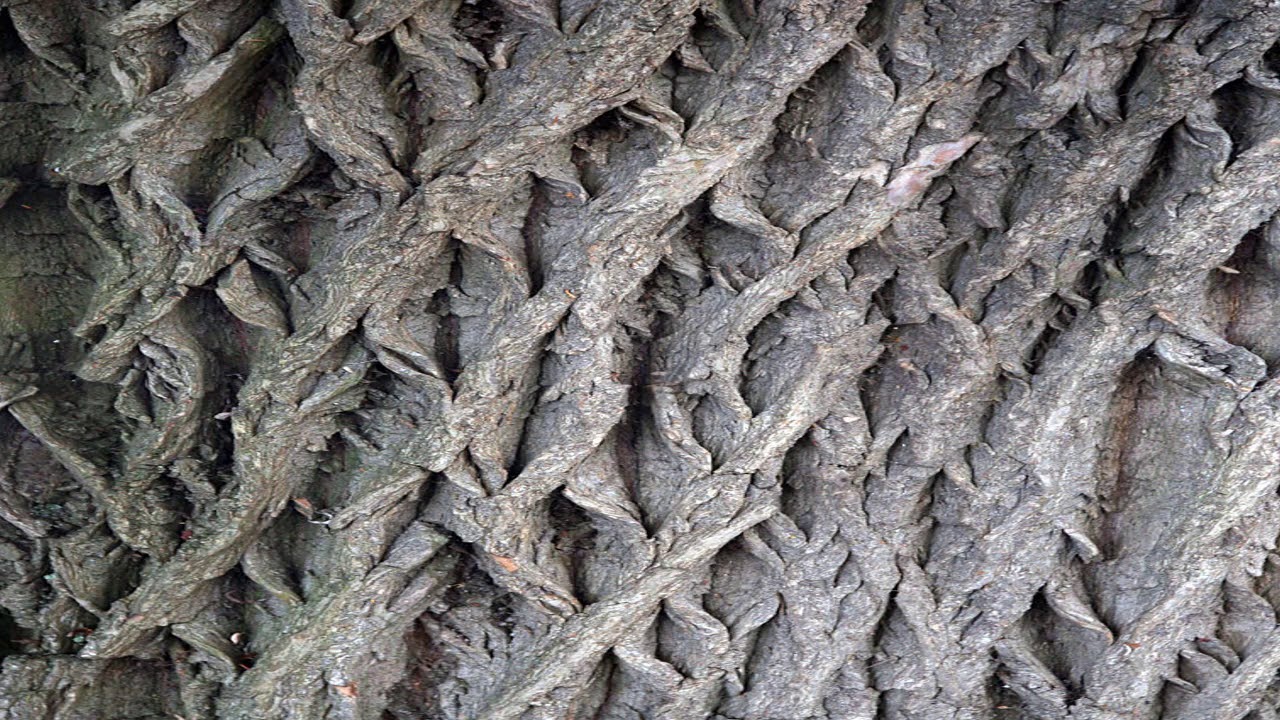 Willow Bark Nature’s Aspirin - YouTube